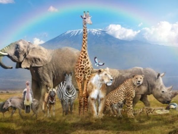 Interesting Facts About Animals