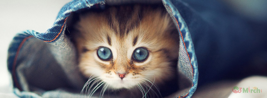 Facebook cover cute cat